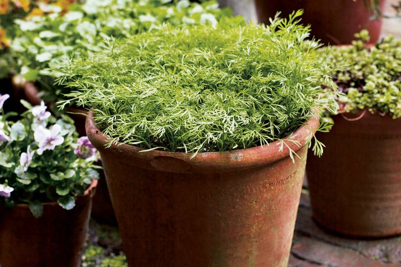 How to grow dill | House & Garden