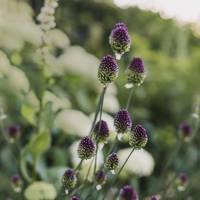 Chris Moss designs North Rode Manor garden | House & Garden