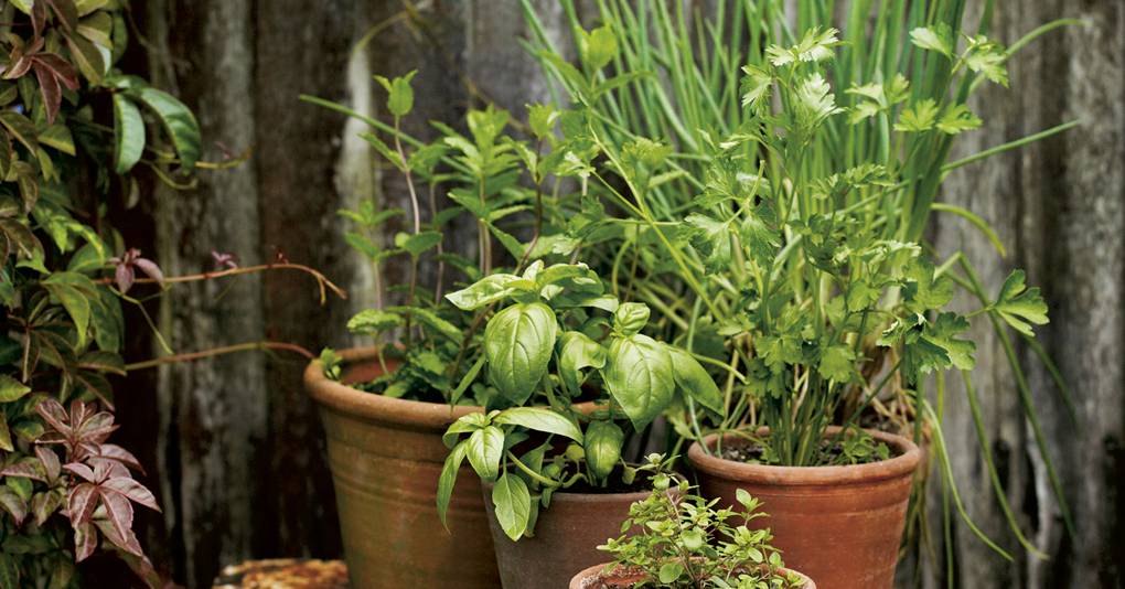 How to grow basil | House & Garden