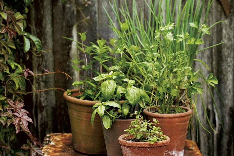 How to grow basil | House & Garden