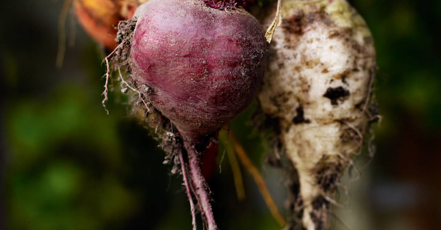 How to grow beetroot | House & Garden