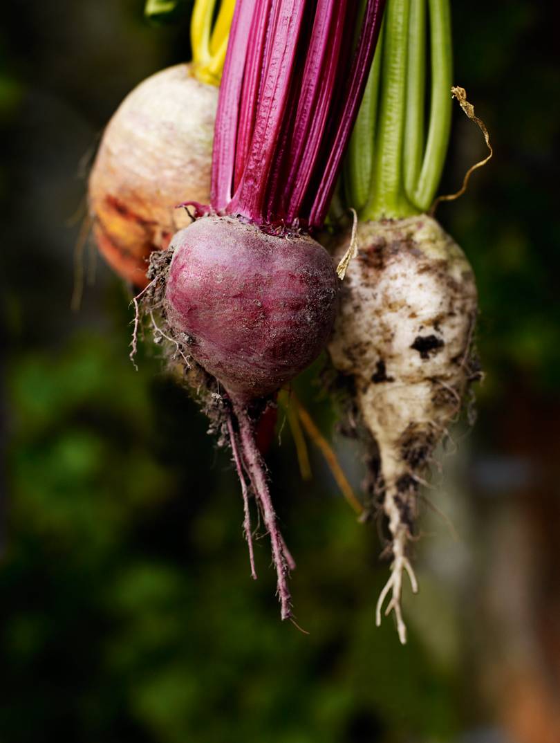 How to grow beetroot | House & Garden