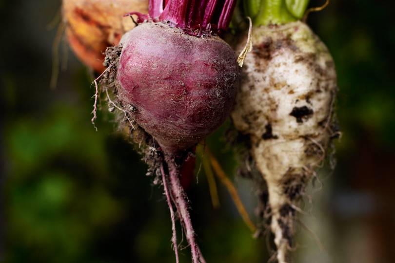 How to grow beetroot | House & Garden