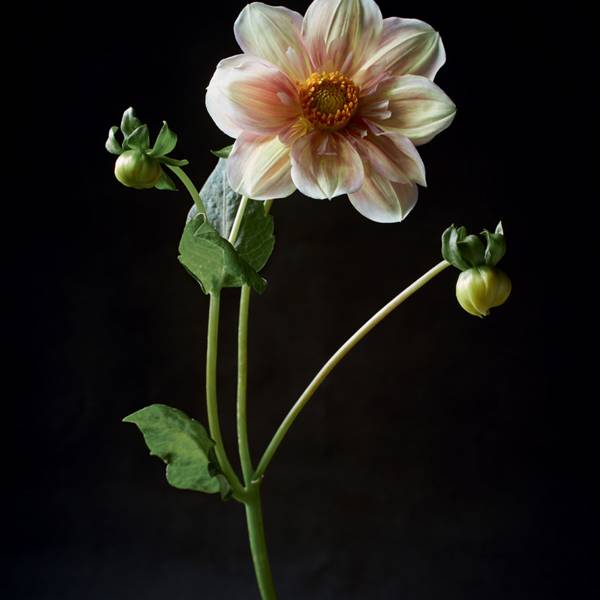Erin Benzakein of Floret Farm talks about her dahlia collection | House ...