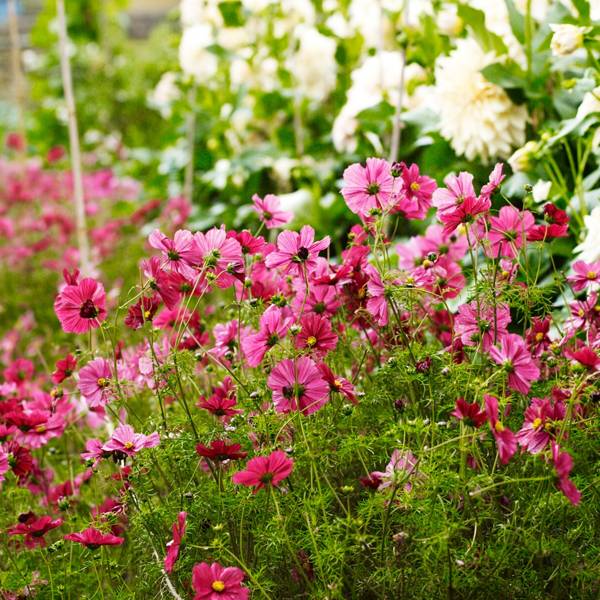 Wardington Manor - Bridget Elworthy, The Land Gardeners Home | House ...