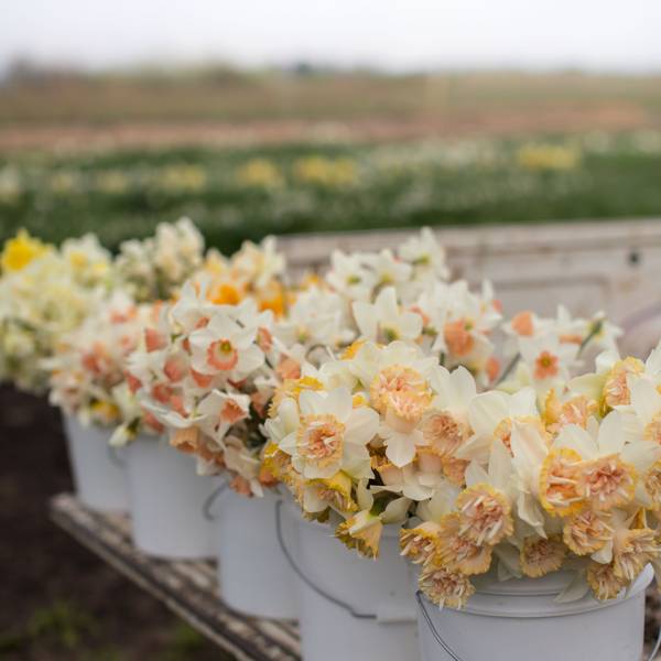 Daffodil flower arrangement | House & Garden