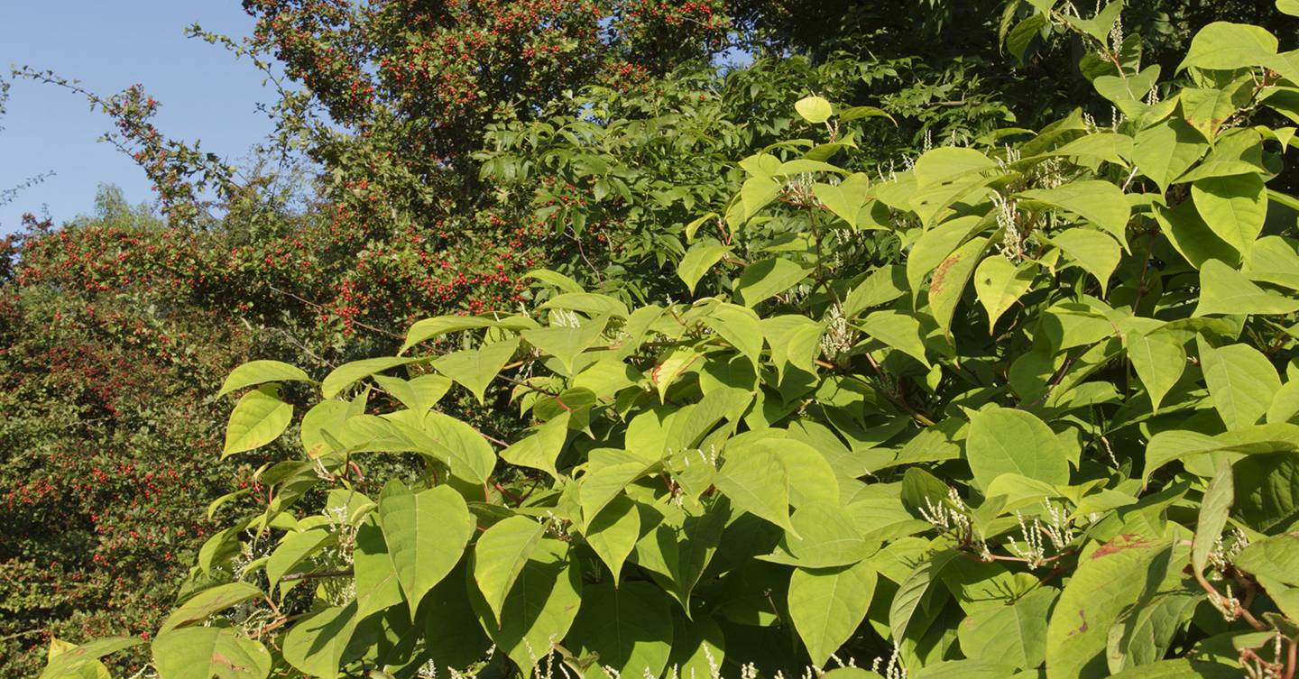 Japanese knotweed | House & Garden
