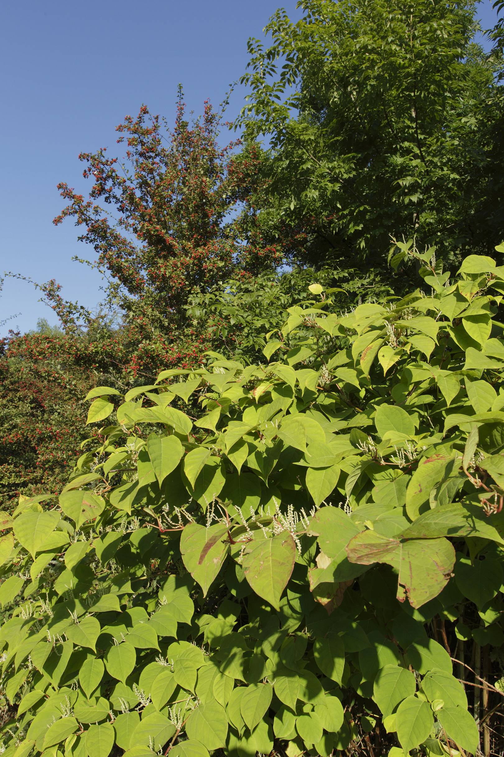 Japanese knotweed | House & Garden