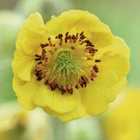 Geums at East of Eden | House & Garden