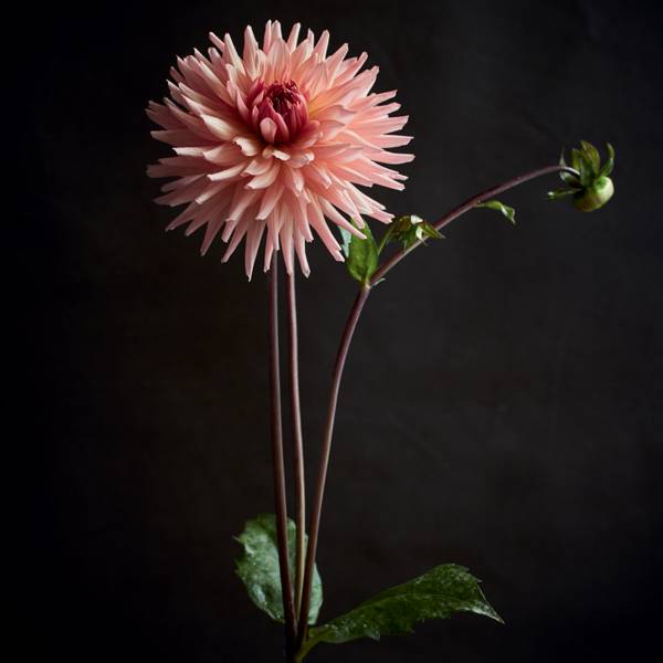 Erin Benzakein of Floret Farm talks about her dahlia collection | House ...