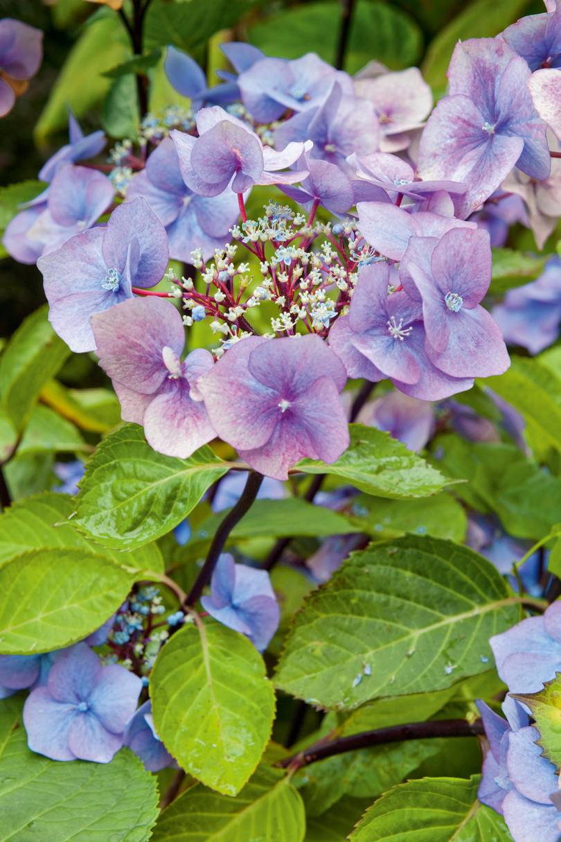 Hydrangea garden | House & Garden