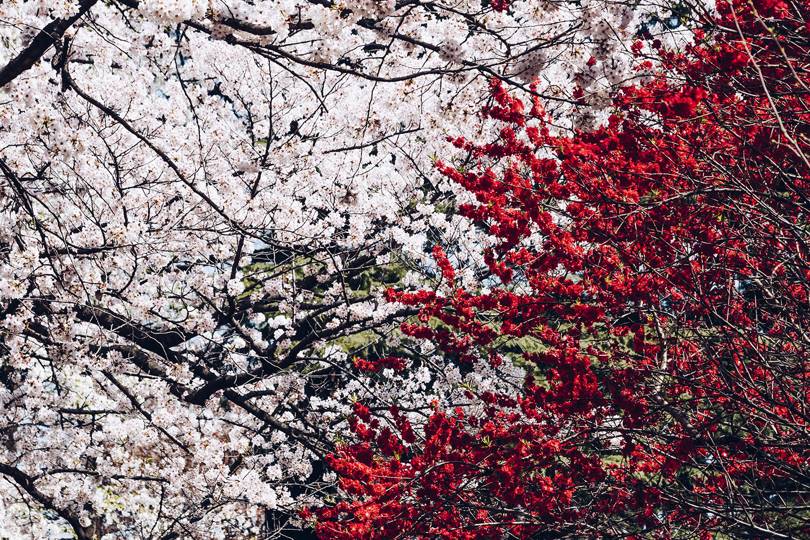 Best trees for blossom | House & Garden