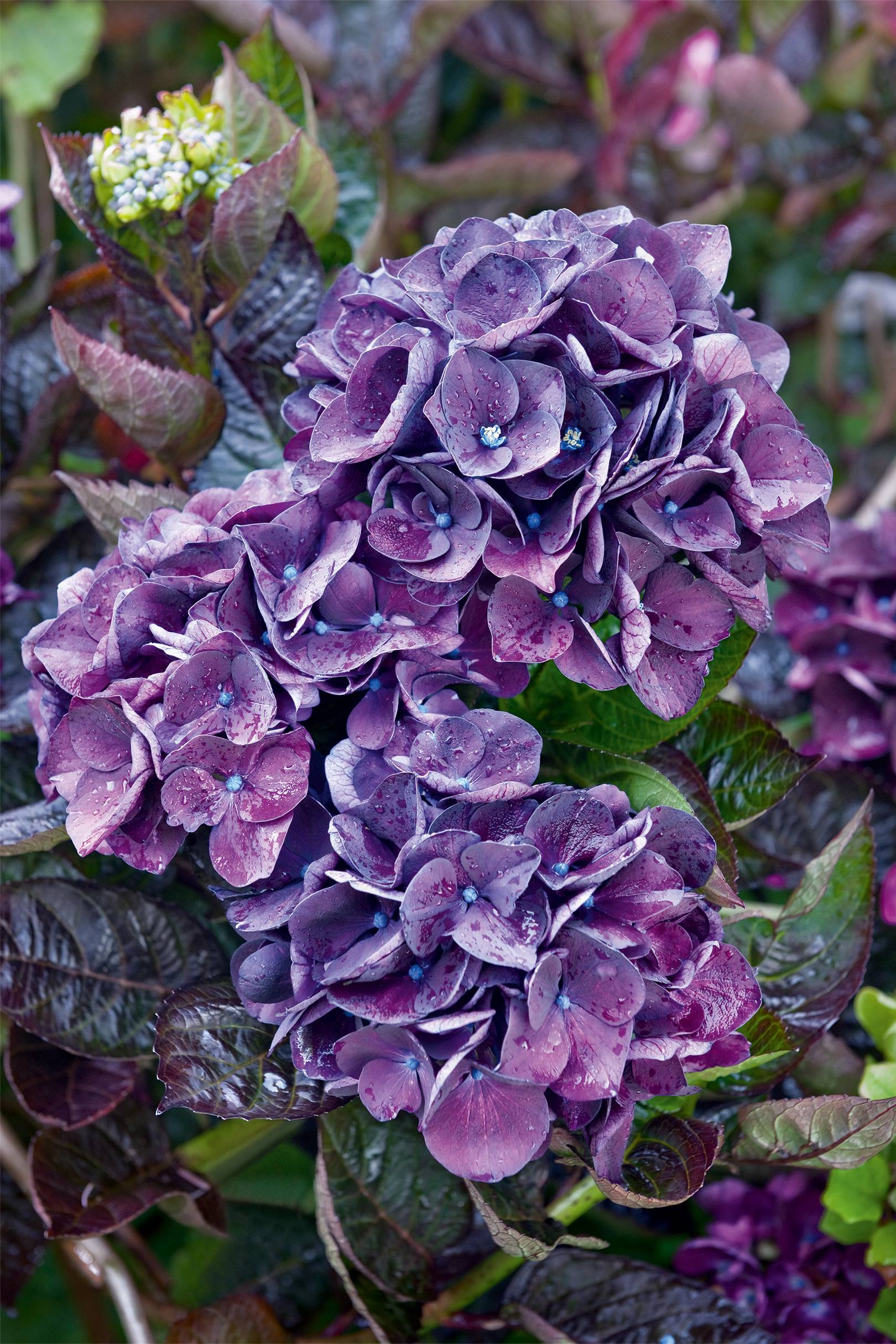Hydrangea garden | House & Garden