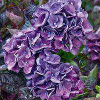 Hydrangea garden | House & Garden