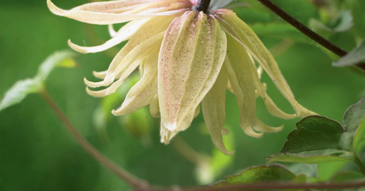 The star Chelsea flowers you can enjoy at home | House & Garden